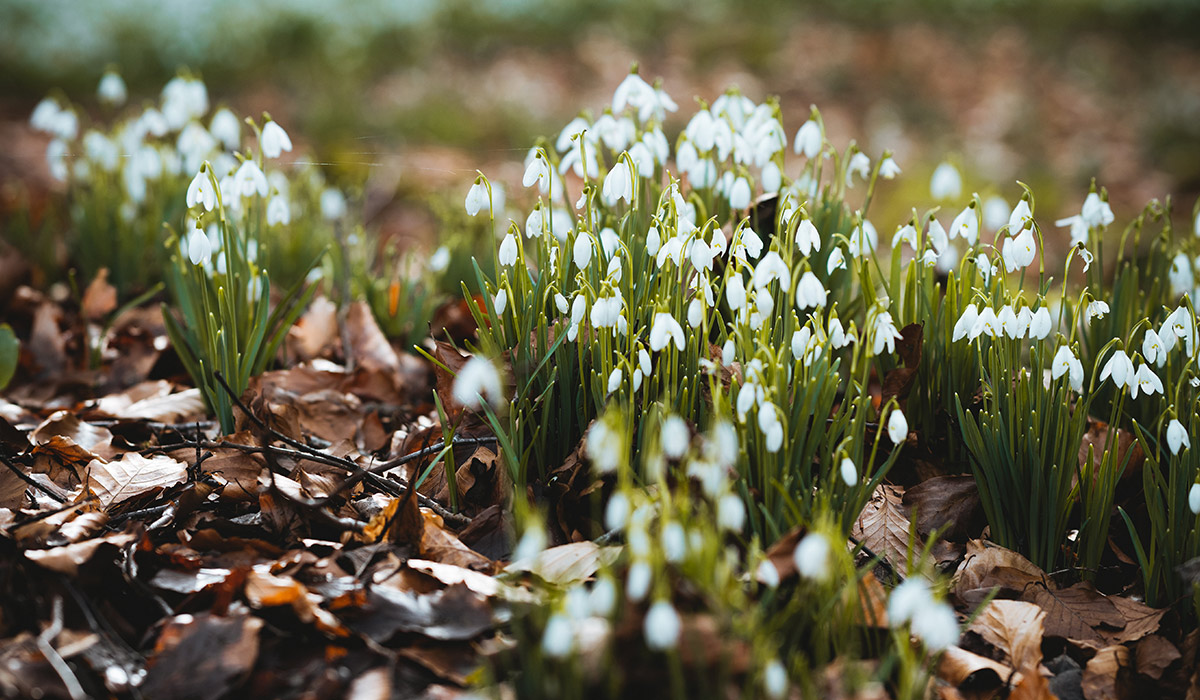 Noticing the Dead Things - The Allender Center